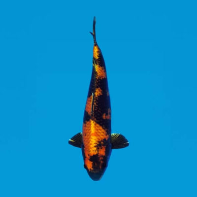 Preloved Koi – The Easy Way to Buy and Sell Koi Carp