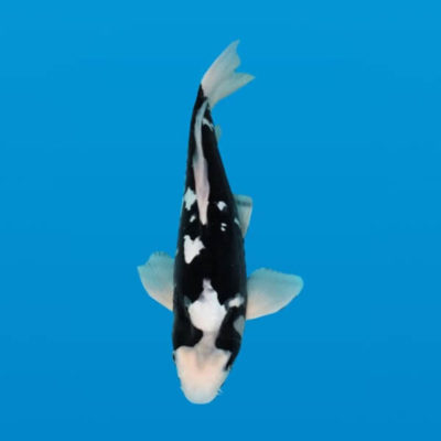 Preloved Koi – The Easy Way to Buy and Sell Koi Carp