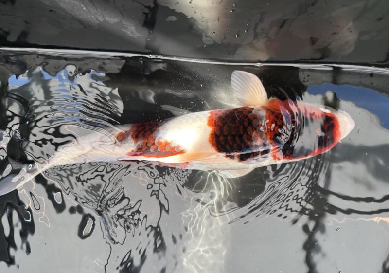 Preloved Koi – The Easy Way to Buy and Sell Koi Carp