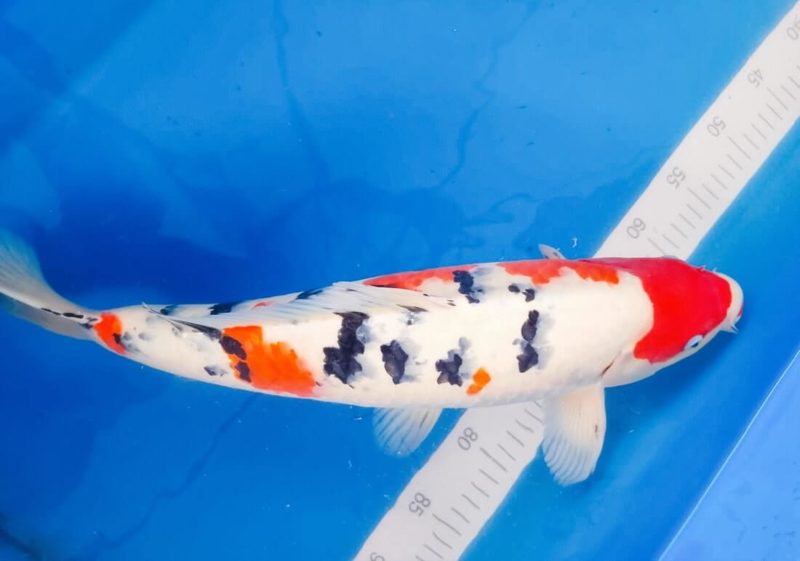 Preloved Koi – The Easy Way to Buy and Sell Koi Carp