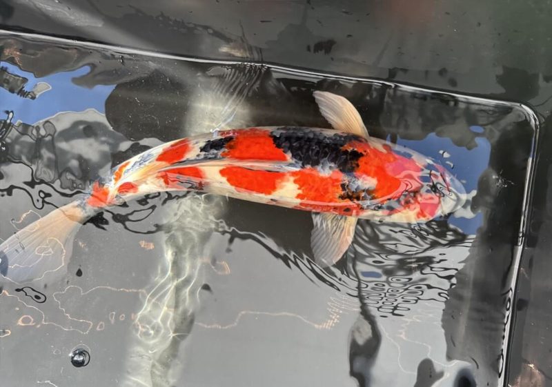 Preloved Koi – The Easy Way to Buy and Sell Koi Carp
