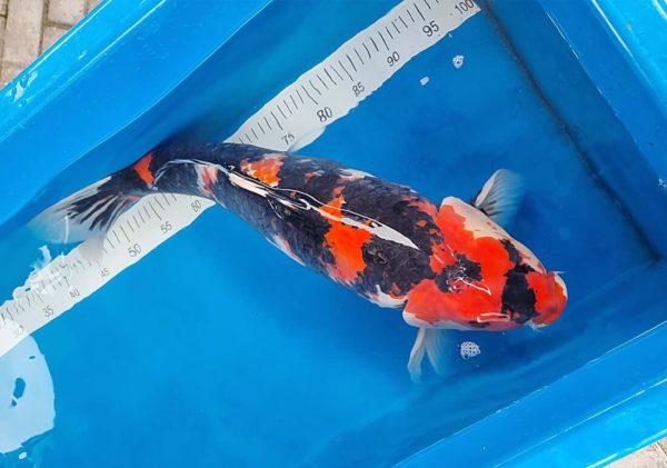 Preloved Koi – The Easy Way to Buy and Sell Koi Carp