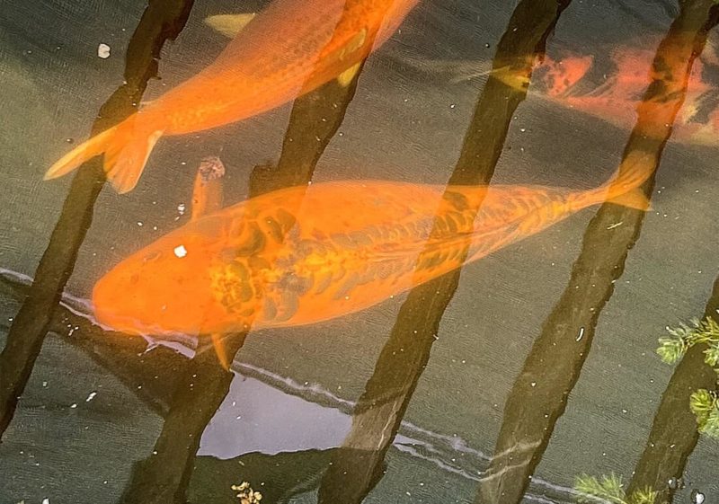 Preloved Koi – The Easy Way to Buy and Sell Koi Carp