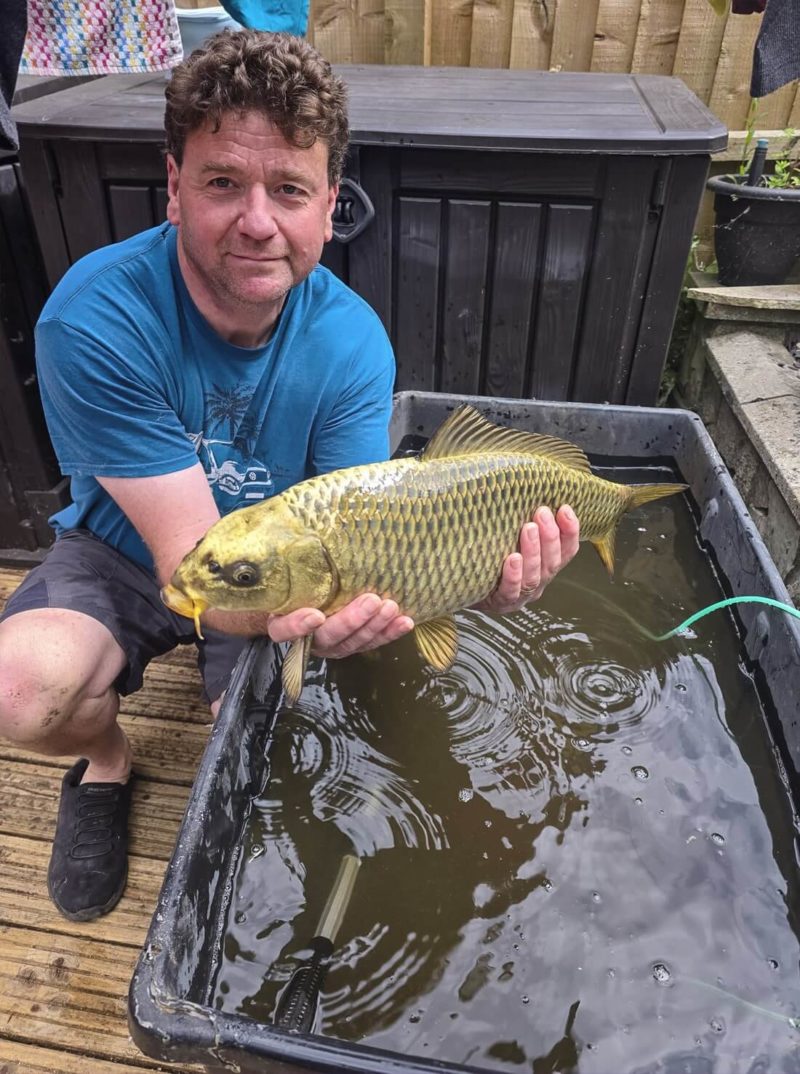 3 Ghost Koi Carp for Sale – (£40 Each, £100 For All Three)