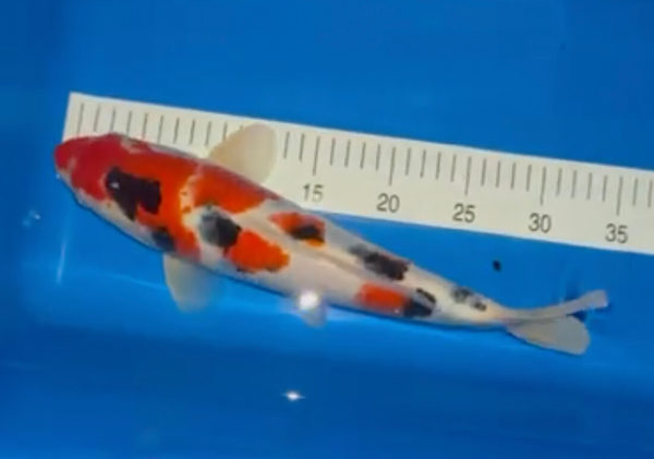 Koi for Sale: Buy Koi Carp From Trusted UK Keepers